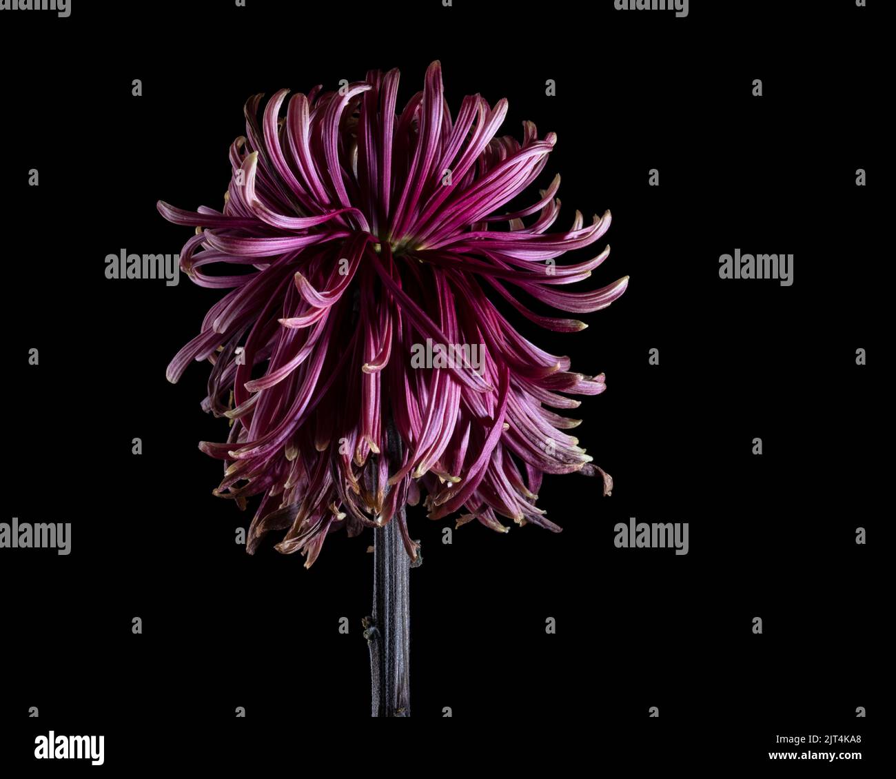 Red Chrysanthemum Flower Portrait - Part 2, Withered and Wilted Flower ...