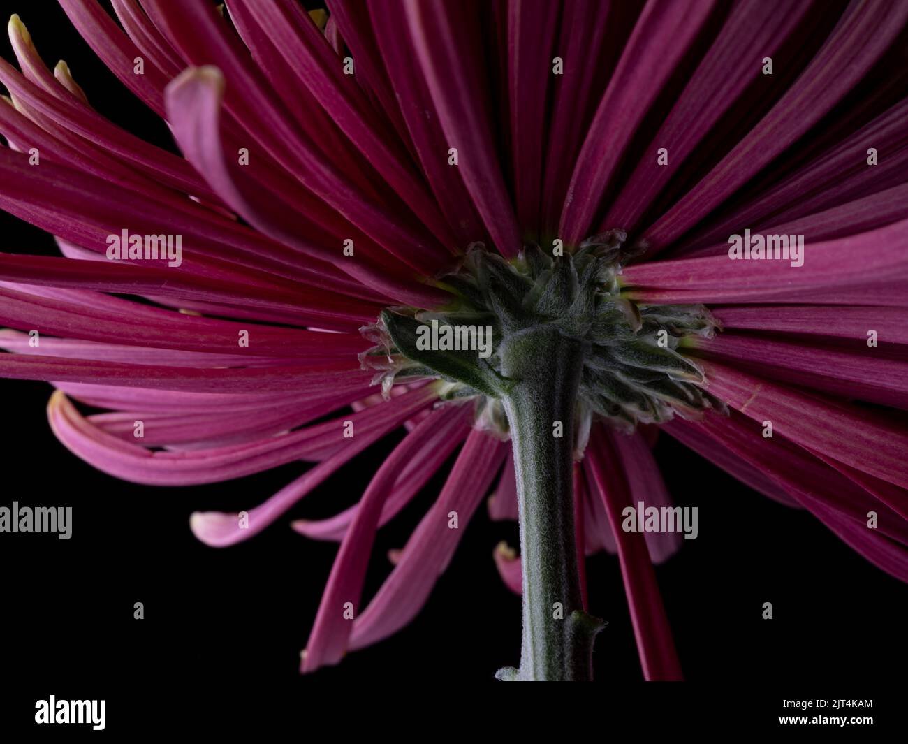 Red Chrysanthemum Flower Portrait - Part 1, Flower in Full Bloom Stock ...