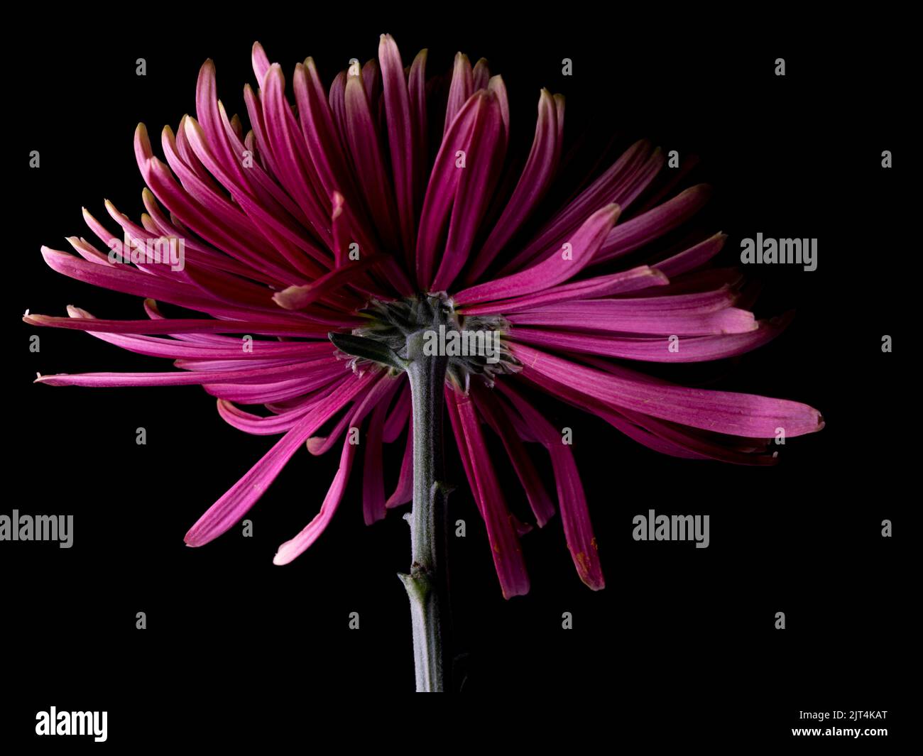 Red Chrysanthemum Flower Portrait - Part 1, Flower in Full Bloom Stock ...