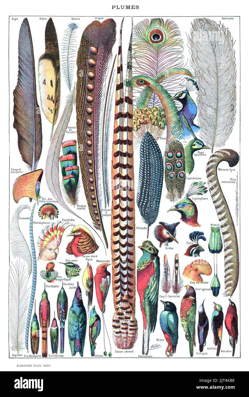 Types de plumes hi-res stock photography and images - Alamy