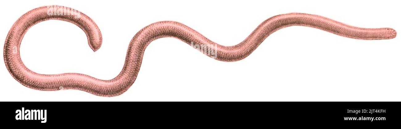 Typhlops vermicularis3 white background Stock Photo - Alamy