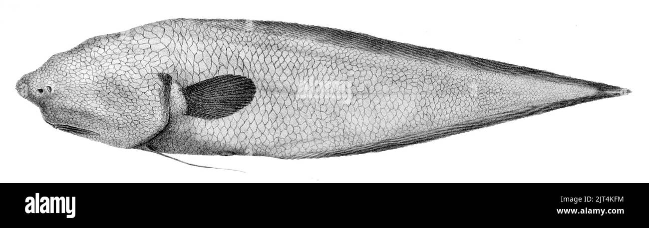 Typhlonus nasus hi-res stock photography and images - Alamy