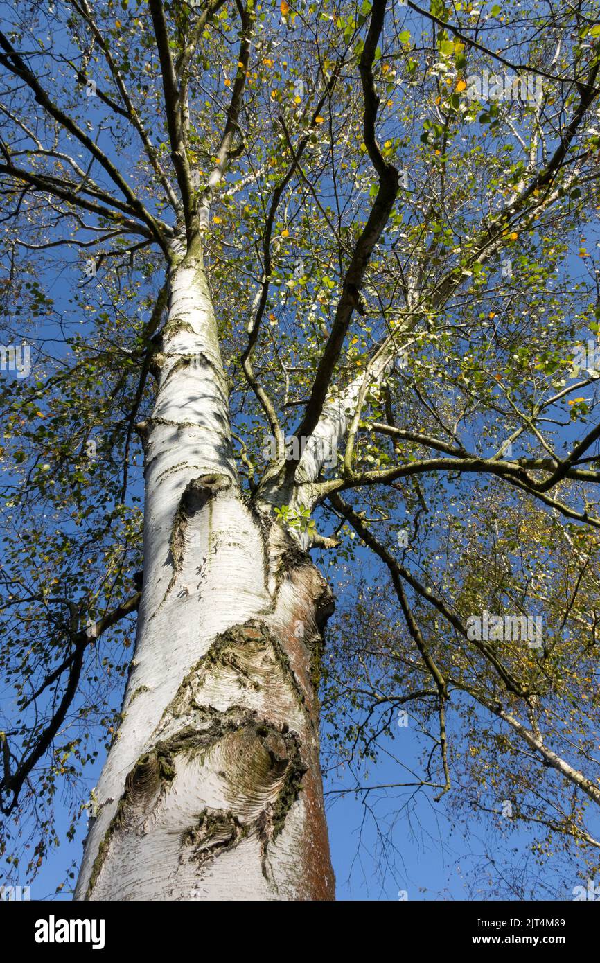 Blue tree trunk hi-res stock photography and images - Alamy