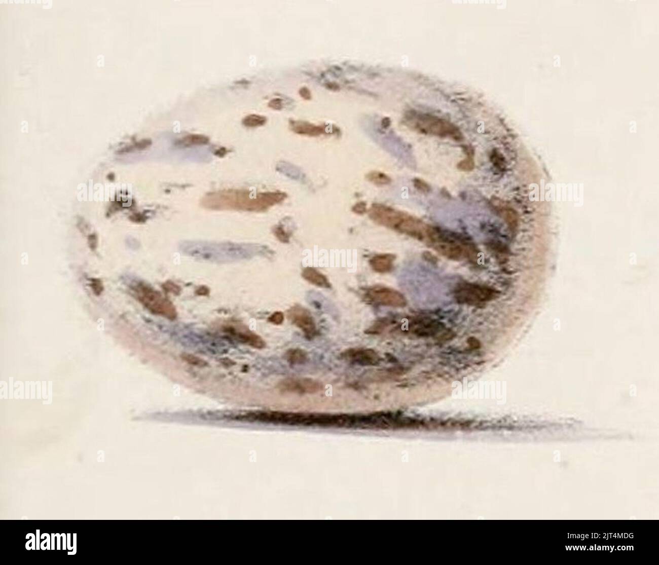 Tyrannus melancholicus egg 1859 Stock Photo - Alamy