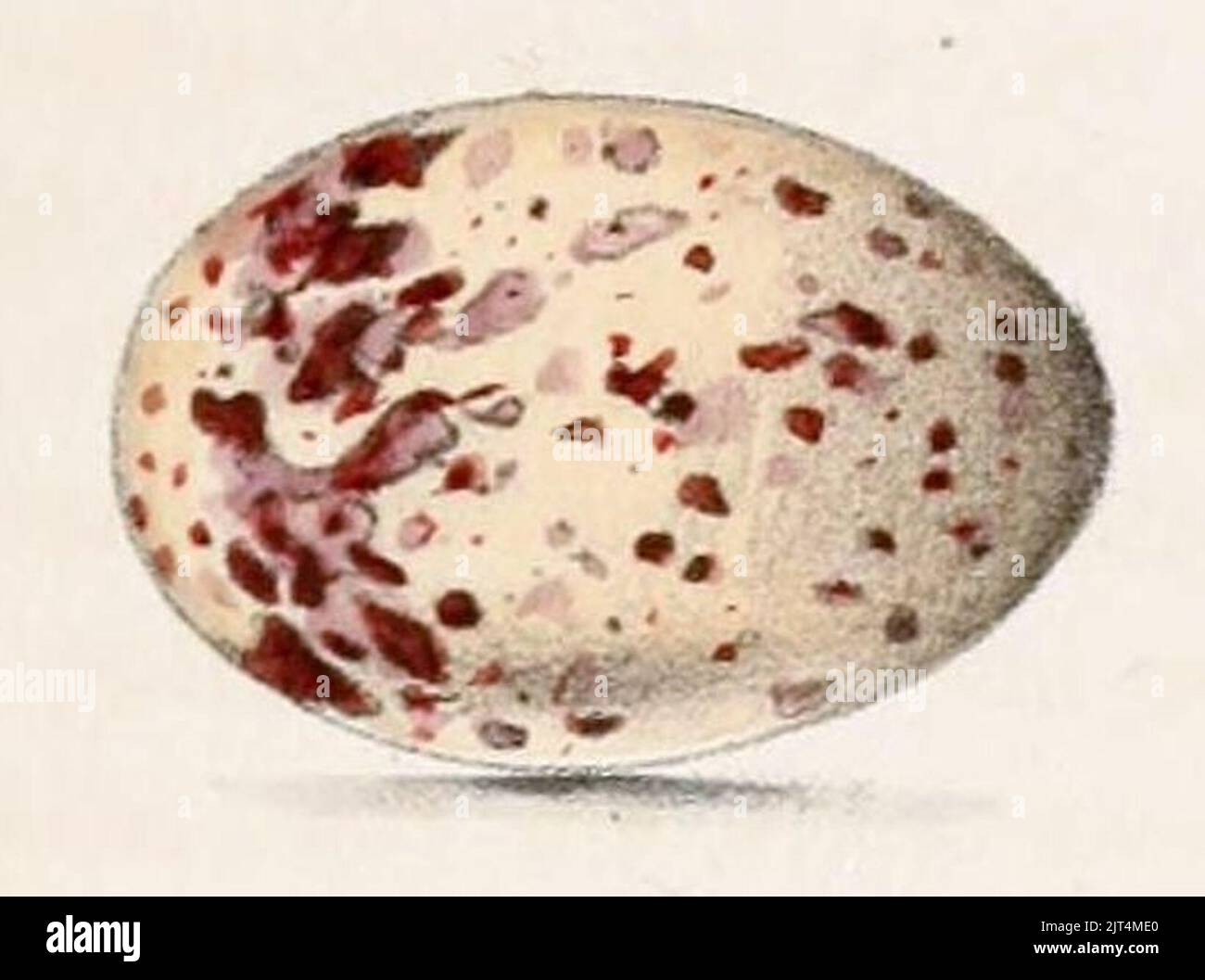 Tyrannus dominicensis egg 1859 Stock Photo - Alamy