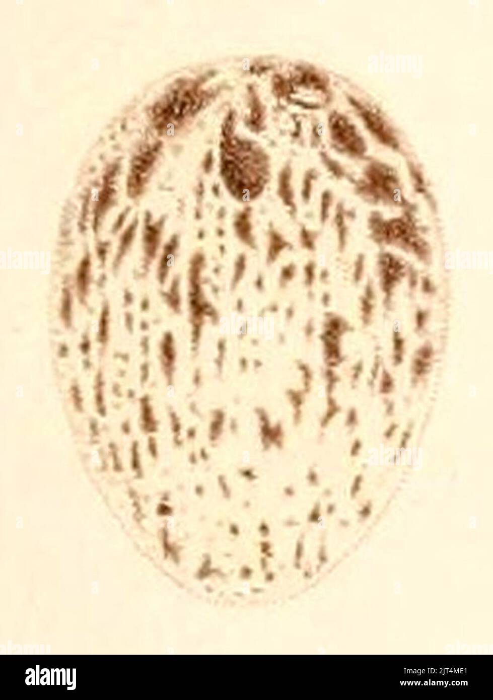 Tyrannus melancholicus (1) egg 1847 Stock Photo - Alamy