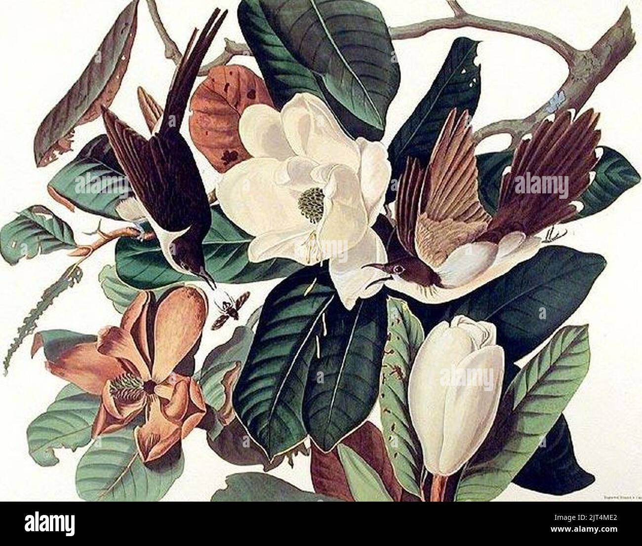 Tyrannus tyrannus (Audubon Stock Photo - Alamy