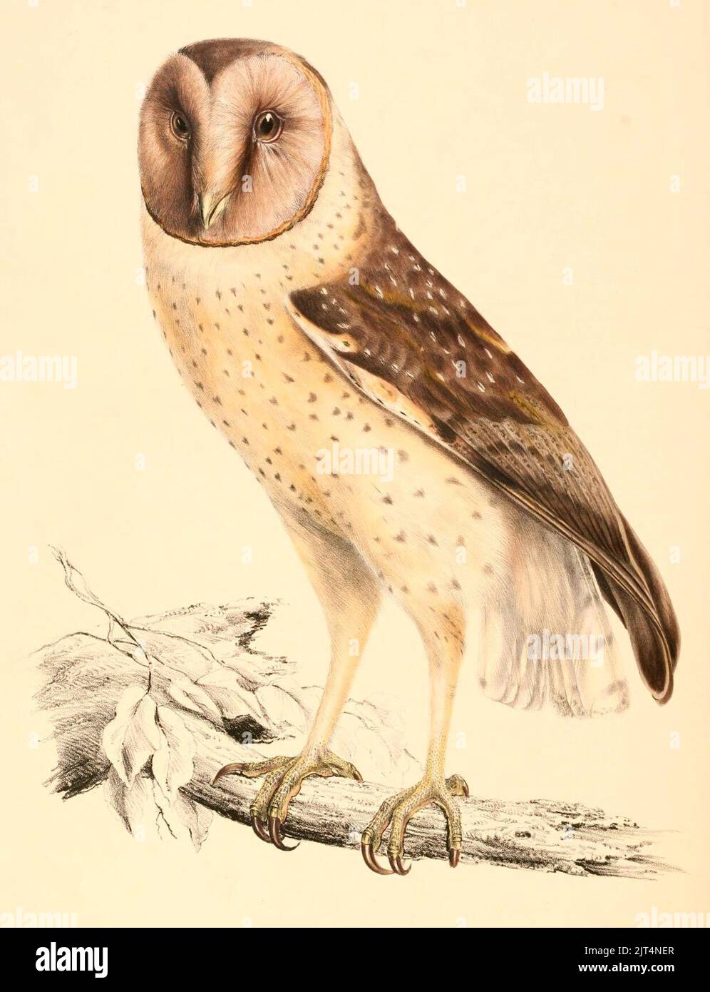 Tyto capensis hi-res stock photography and images - Alamy