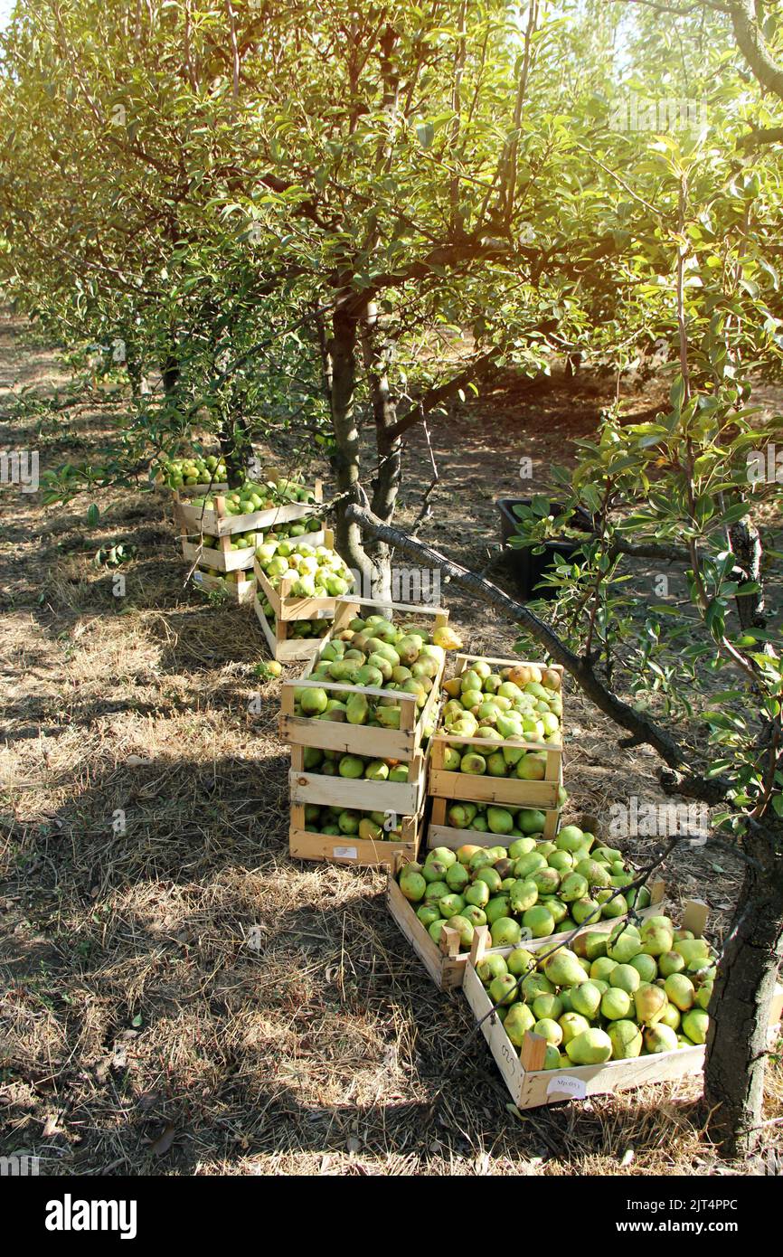 Williams Pears in Boxes Harvesting In Orchard Field Stock Photo - Alamy