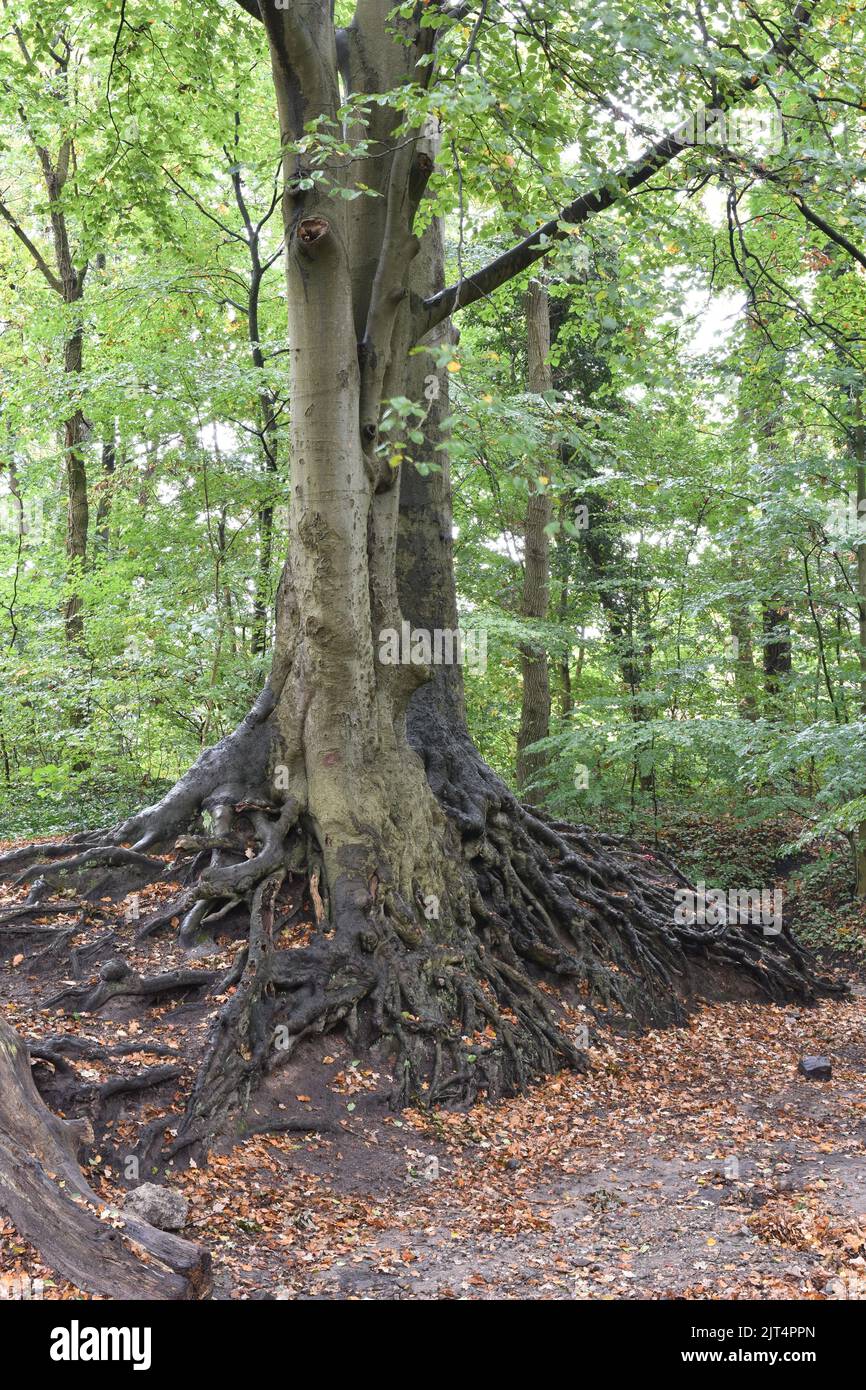 Majestic old beech tree hi-res stock photography and images - Alamy