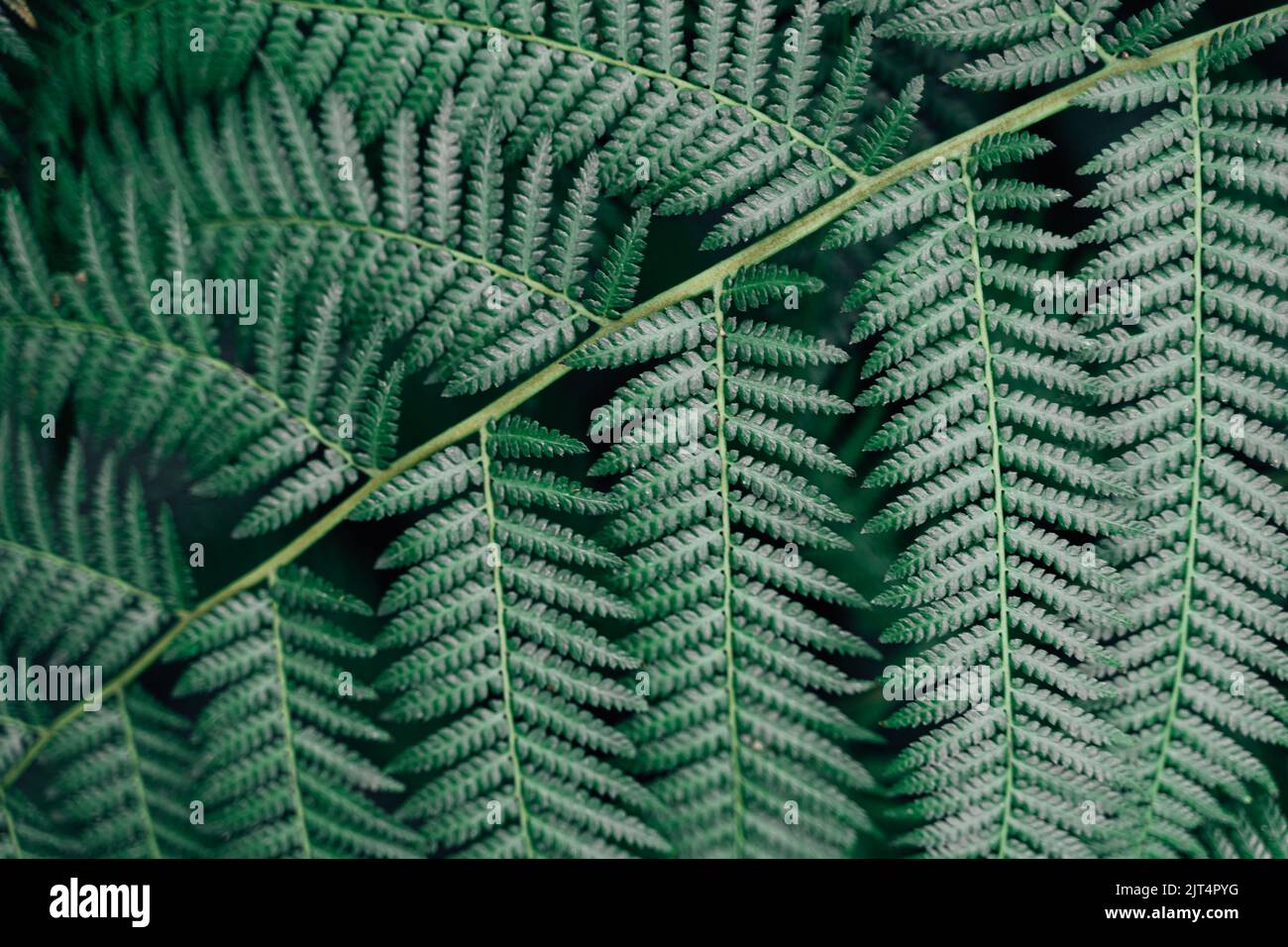 Dark green fern background. Plant texture backdrop Stock Photo - Alamy