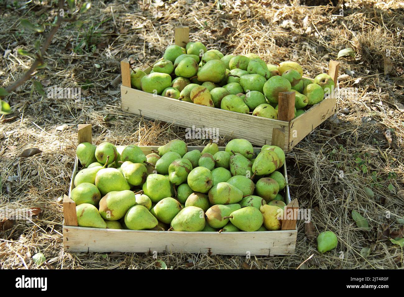 Williams Pear in Boxes on the Ground Outdoors Stock Photo - Alamy