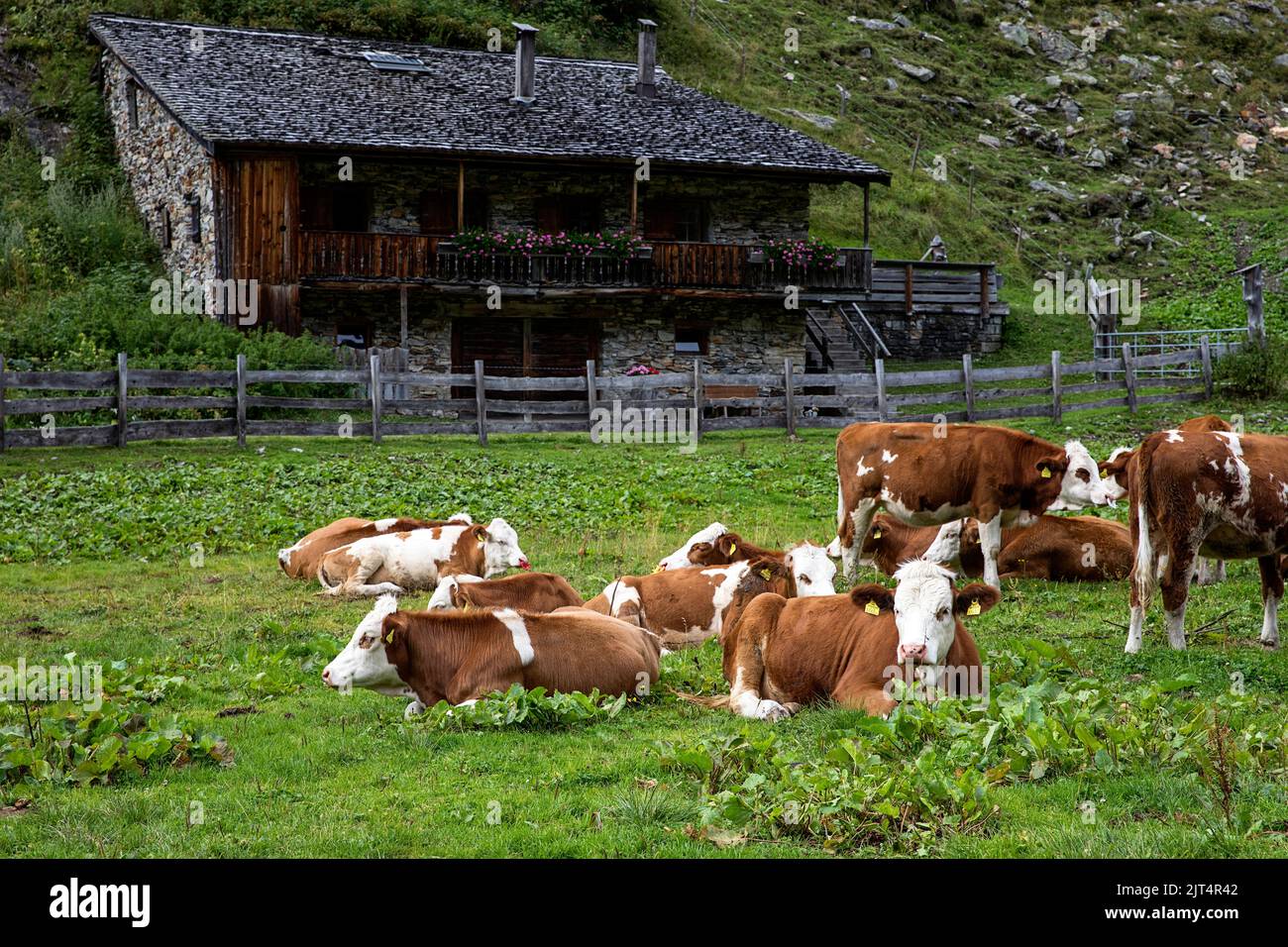 Cows near old rural traditional wooden house in Innergschlos village ...