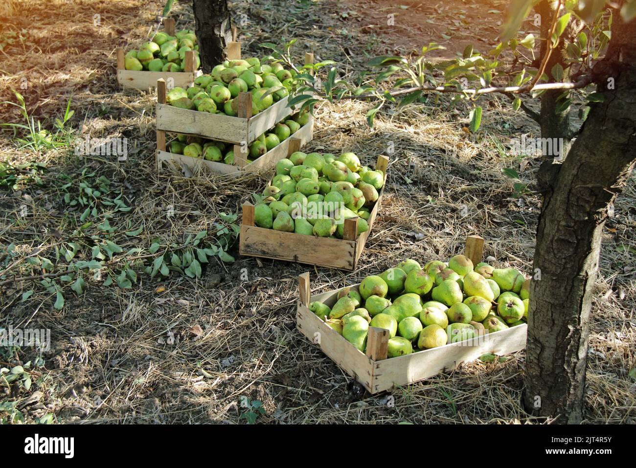 Many Williams Pear Boxes on the Orchard Ground Stock Photo - Alamy
