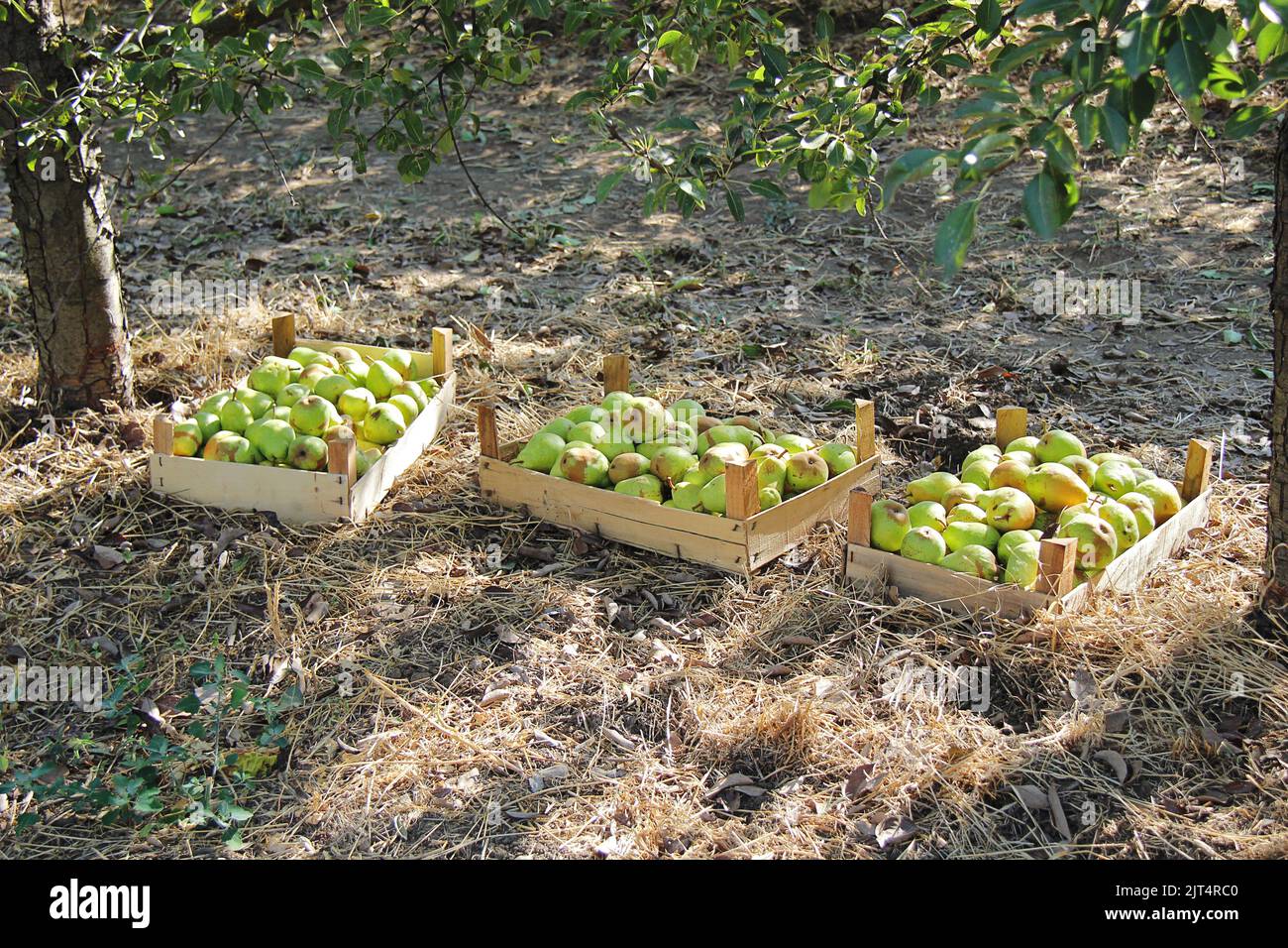 Williams Pear Boxes below Trees Stock Photo - Alamy