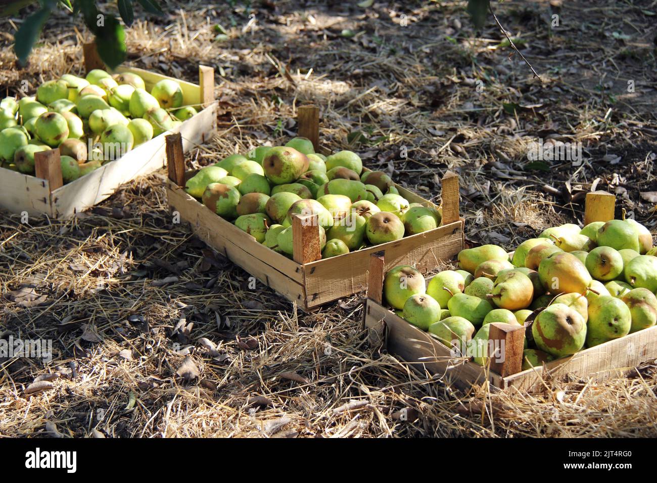 Pear organic tree field hi-res stock photography and images - Alamy