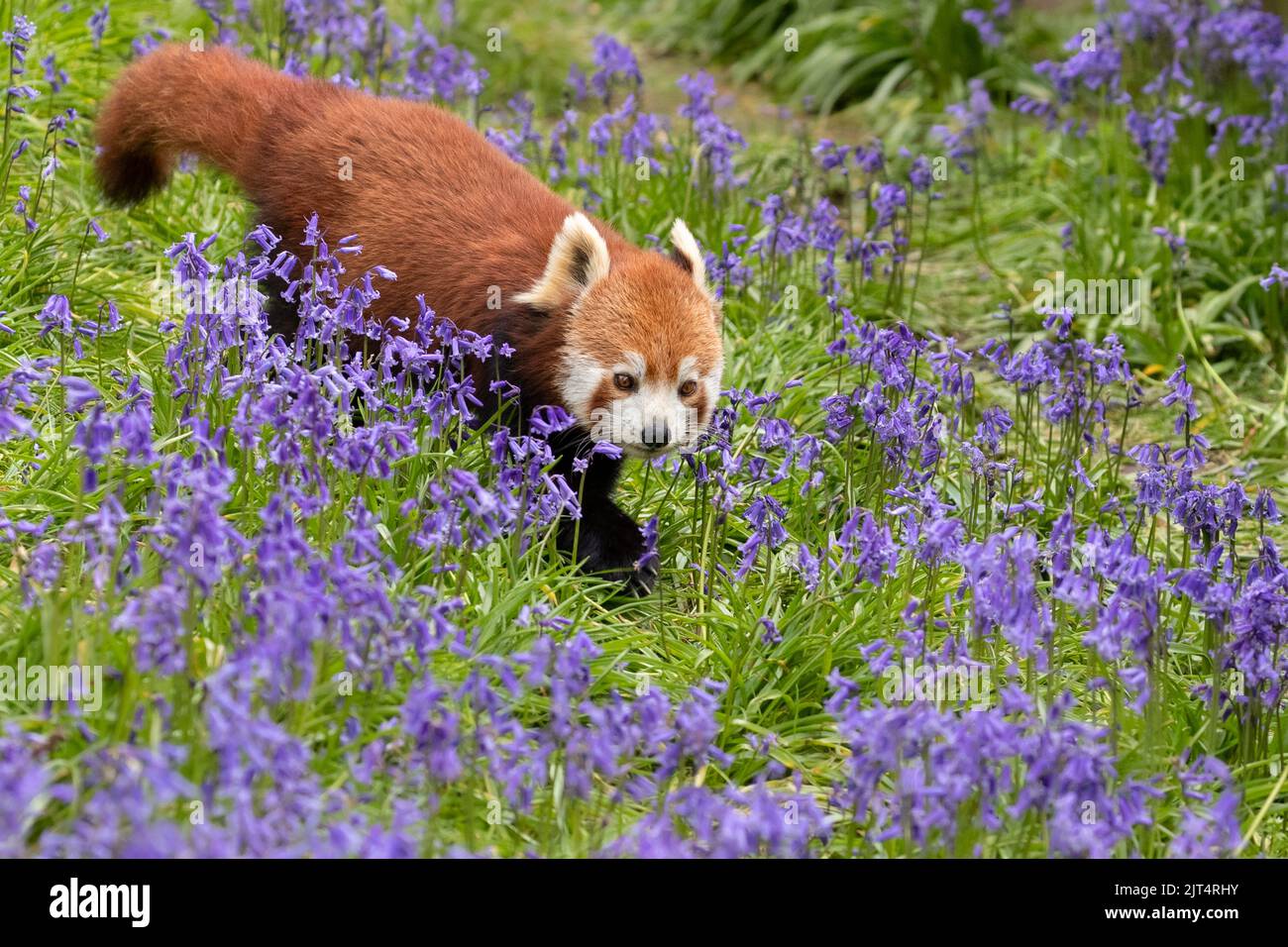 Panda and flowers hi-res stock photography and images - Alamy