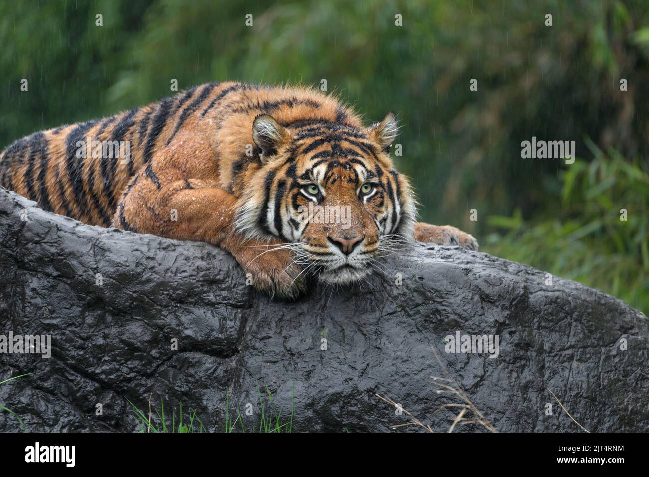 Sumatran tiger in the rain Stock Photo - Alamy