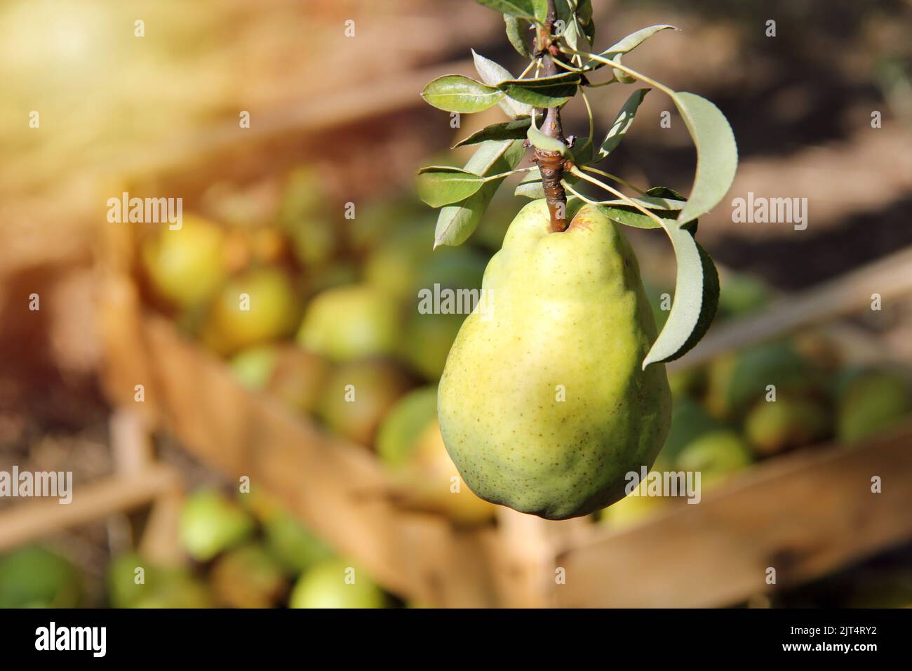 William Pear on Branch with Pears Blurry Background and Sunshine Stock ...