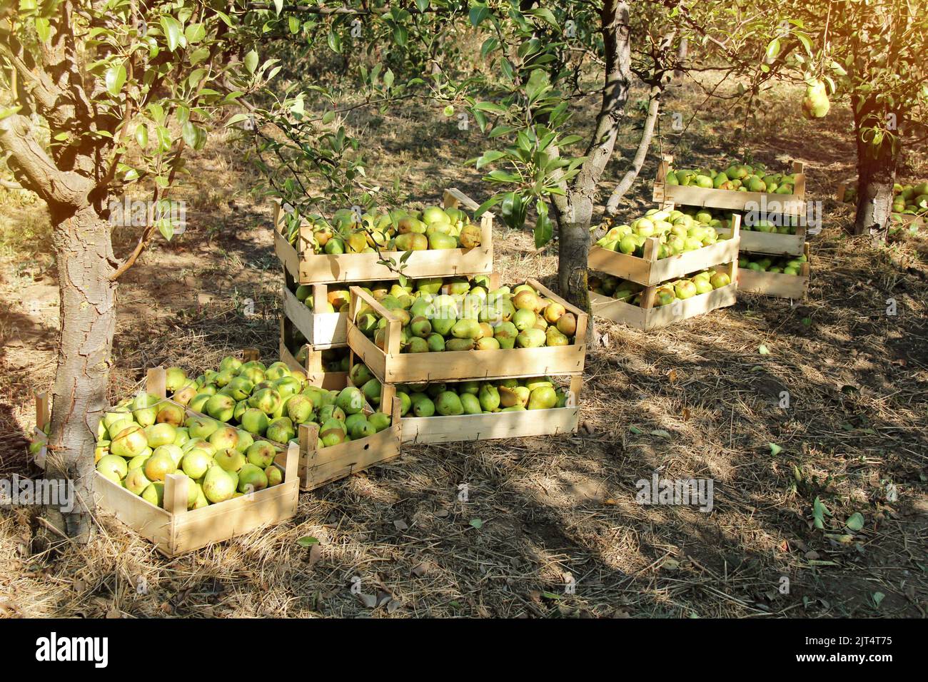 Fruit farm farming pear trees hi-res stock photography and images - Alamy