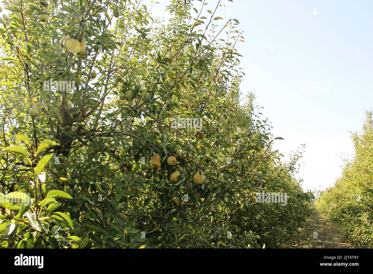 Pear orchard in fall color hi-res stock photography and images - Alamy