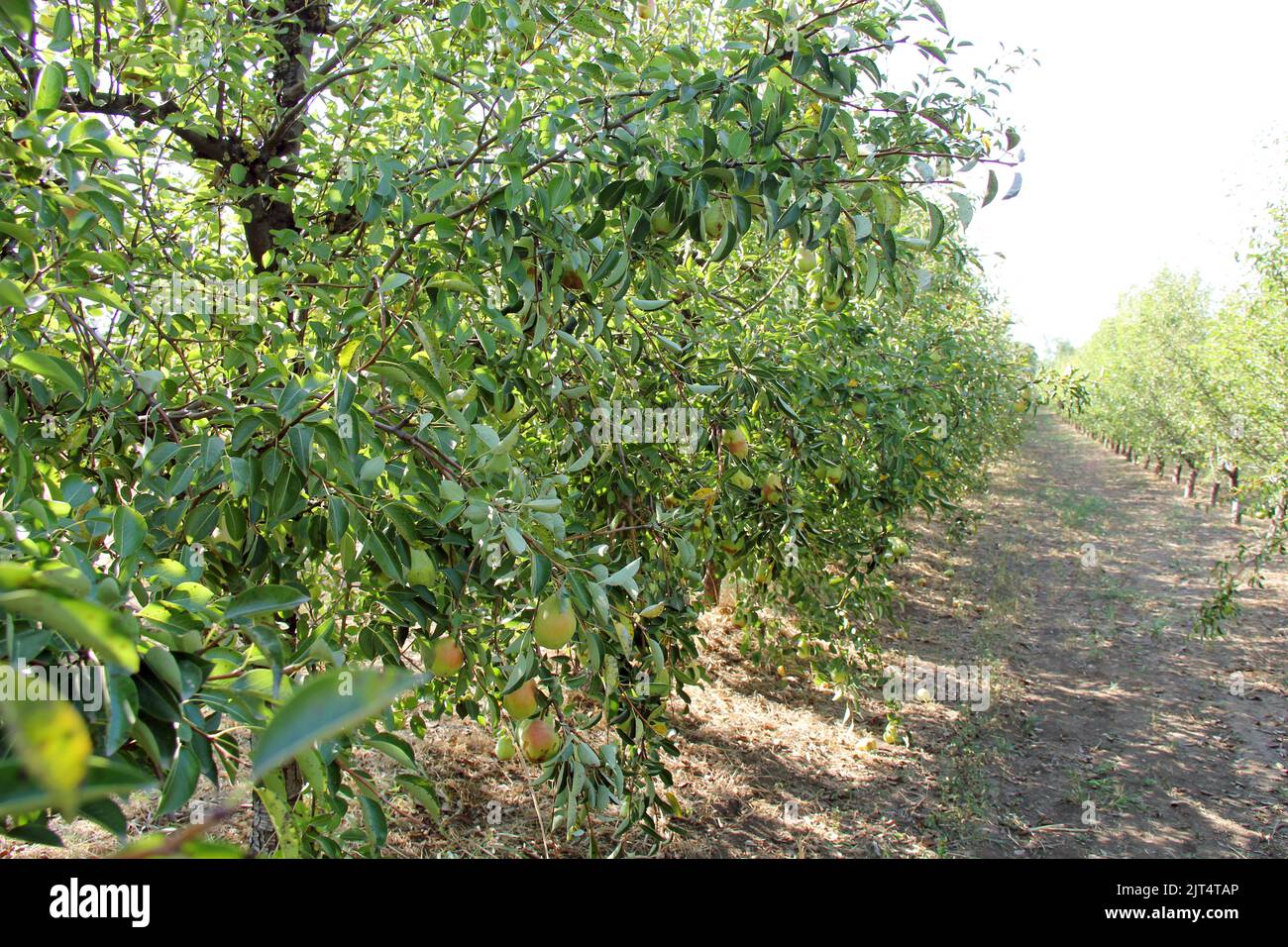 Williams Pear Tree Orchard with Branches Stock Photo - Alamy