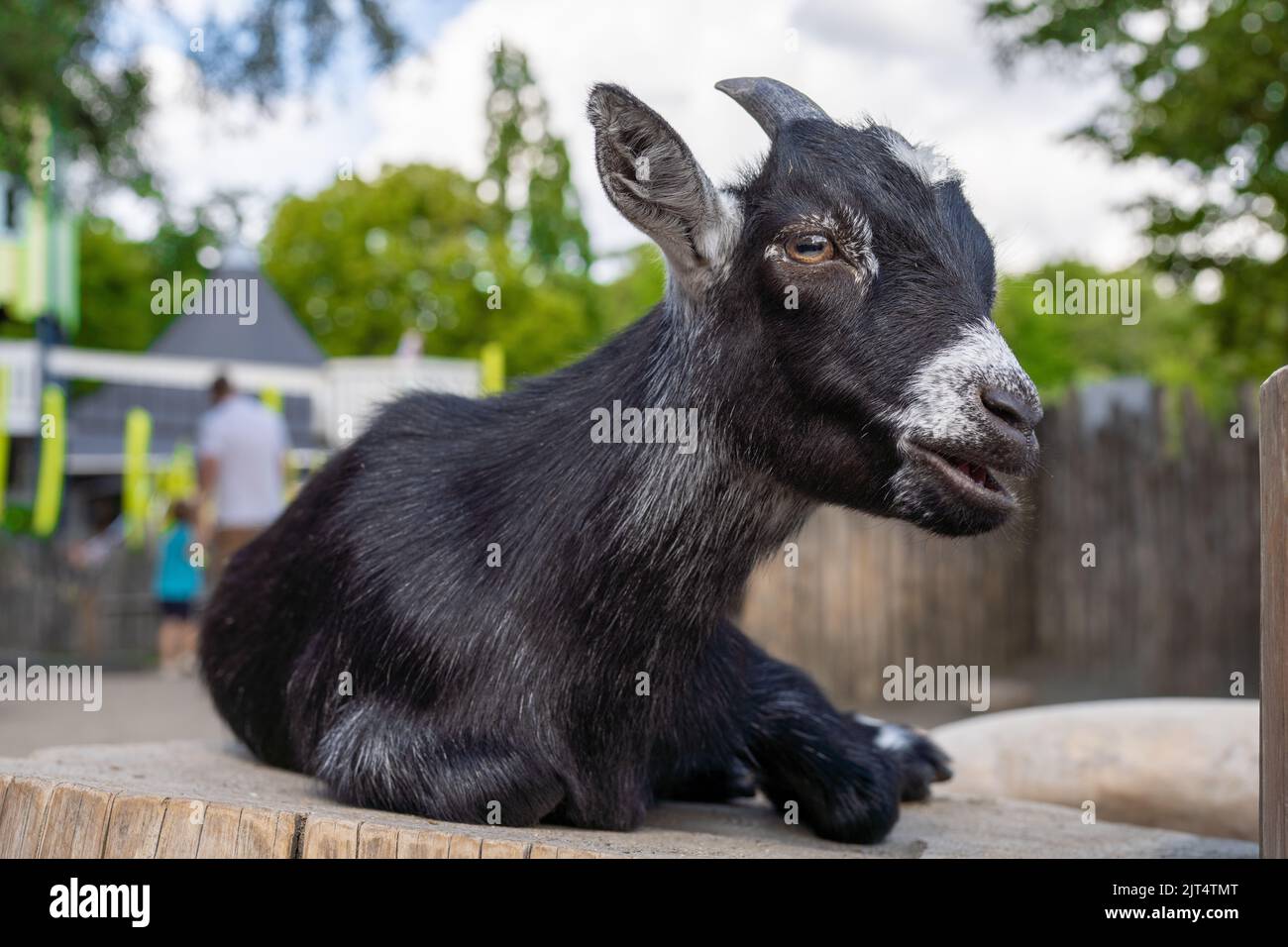Close up portrait of surprised goat. Concepts of beauty domestic ...