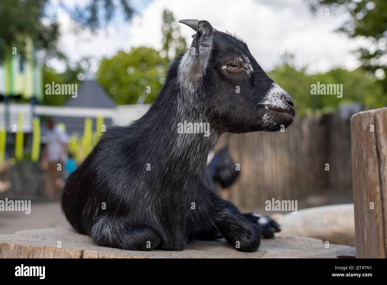 Close up portrait of surprised goat. Concepts of beauty domestic ...