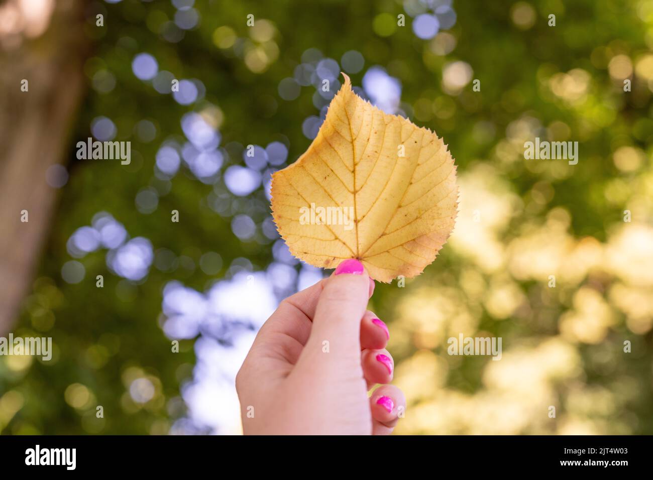 Human hand holding a red autumn maple leaves against the background of ...
