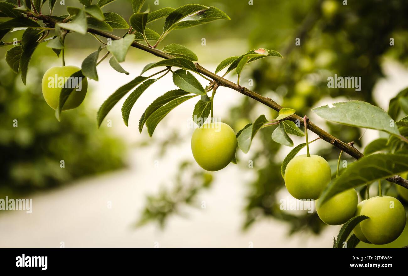 Fruits ripe wild plums in the tree canopy - Fruits of wild plum in the ...