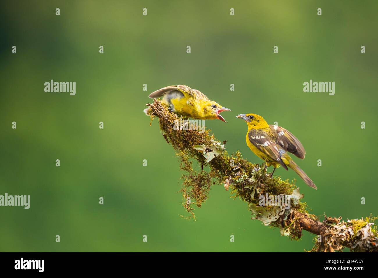 A female flame coloured tanager feeding her chick perched on a branch ...