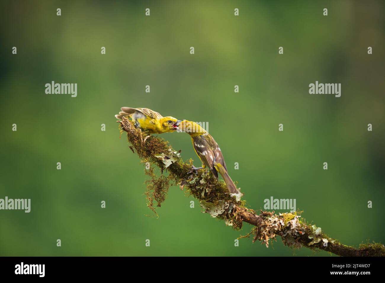 A female flame coloured tanager feeding her chick perched on a branch ...