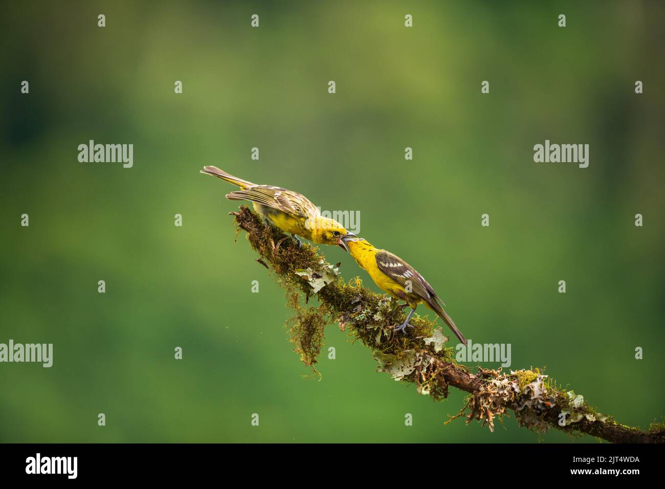 A female flame coloured tanager feeding her chick perched on a branch ...