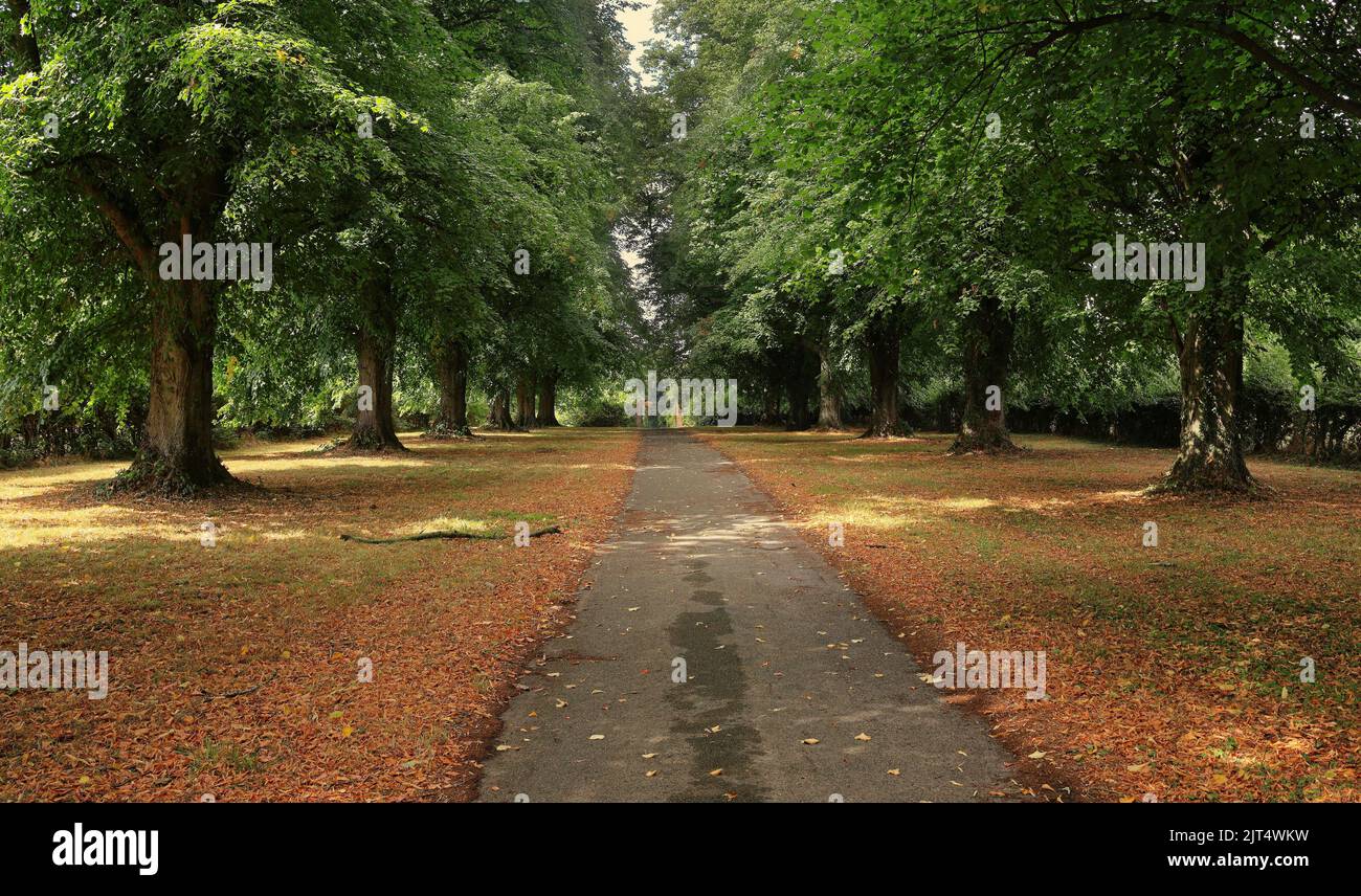 Country lane with an avenue of lime trees in dappled sunshine with ...