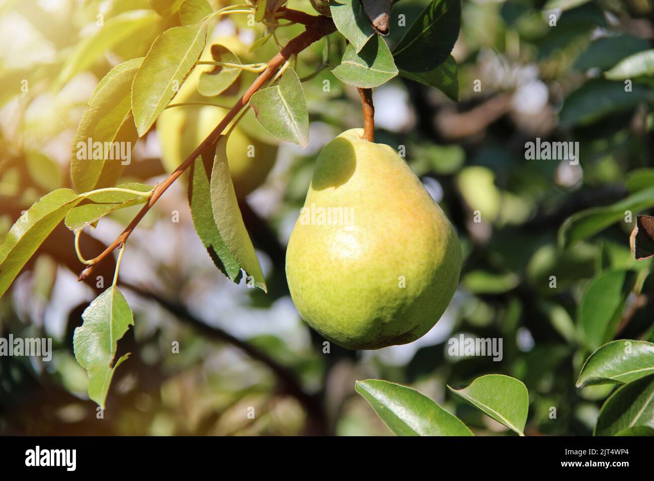 Golden pear autumn tree hi-res stock photography and images - Alamy