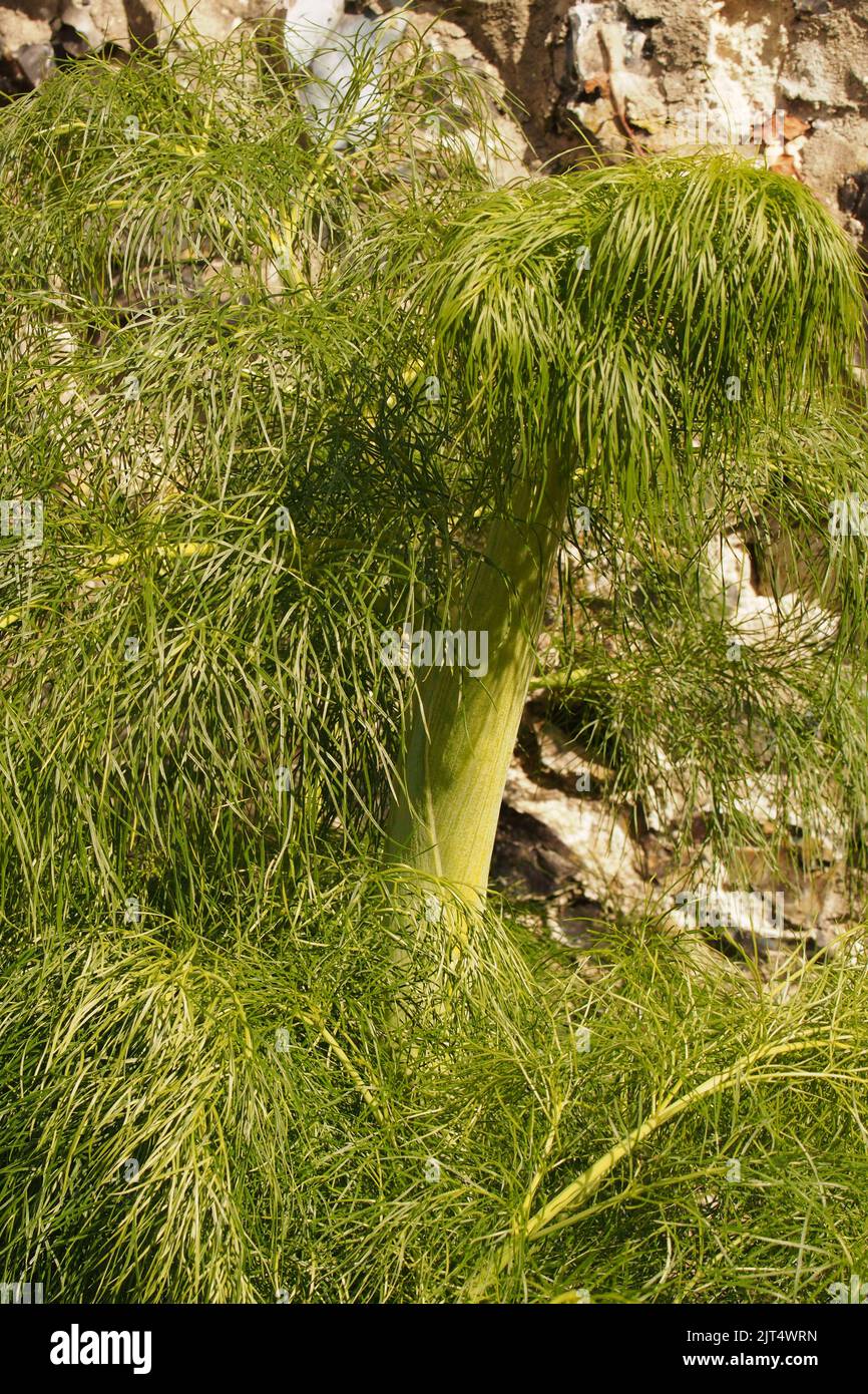 Brandon country park garden hi-res stock photography and images - Alamy