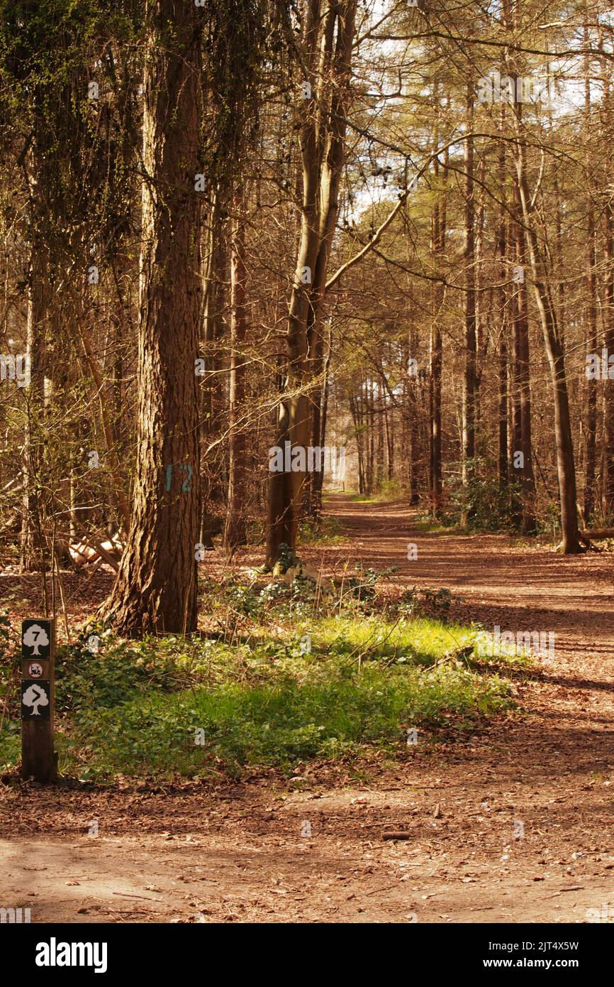 A view looking through an avenue of evergreen trees in Brandon Country ...