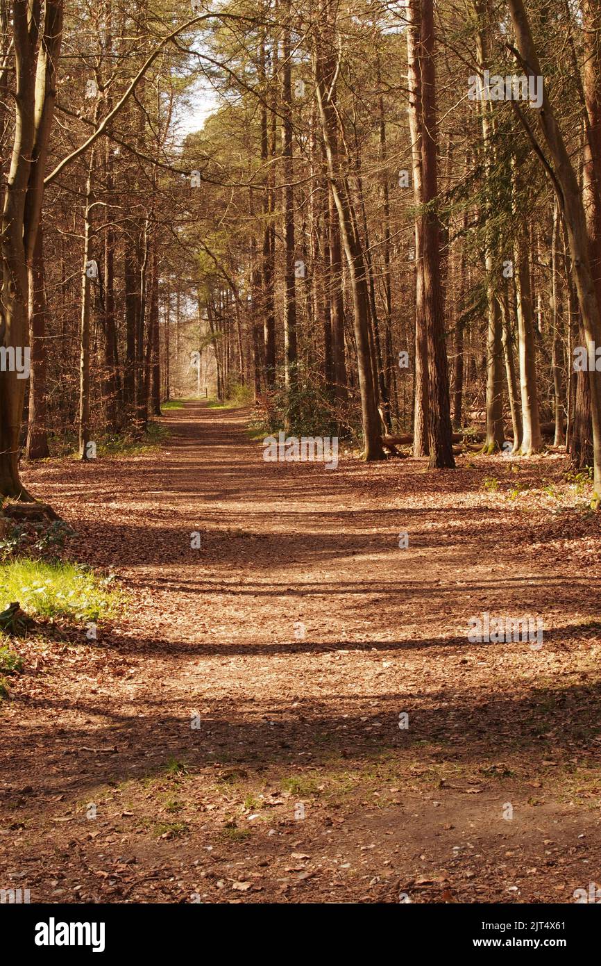A view looking through an avenue of evergreen trees in Brandon Country ...