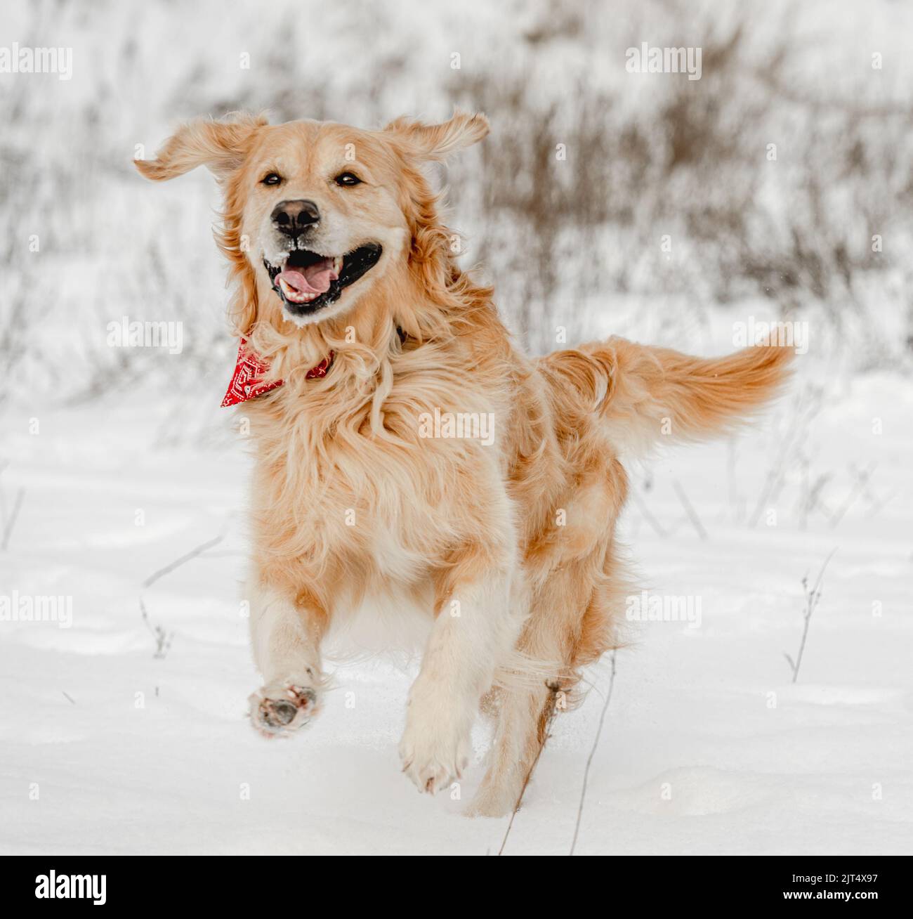 Golden retriever in the cold hi-res stock photography and images - Alamy