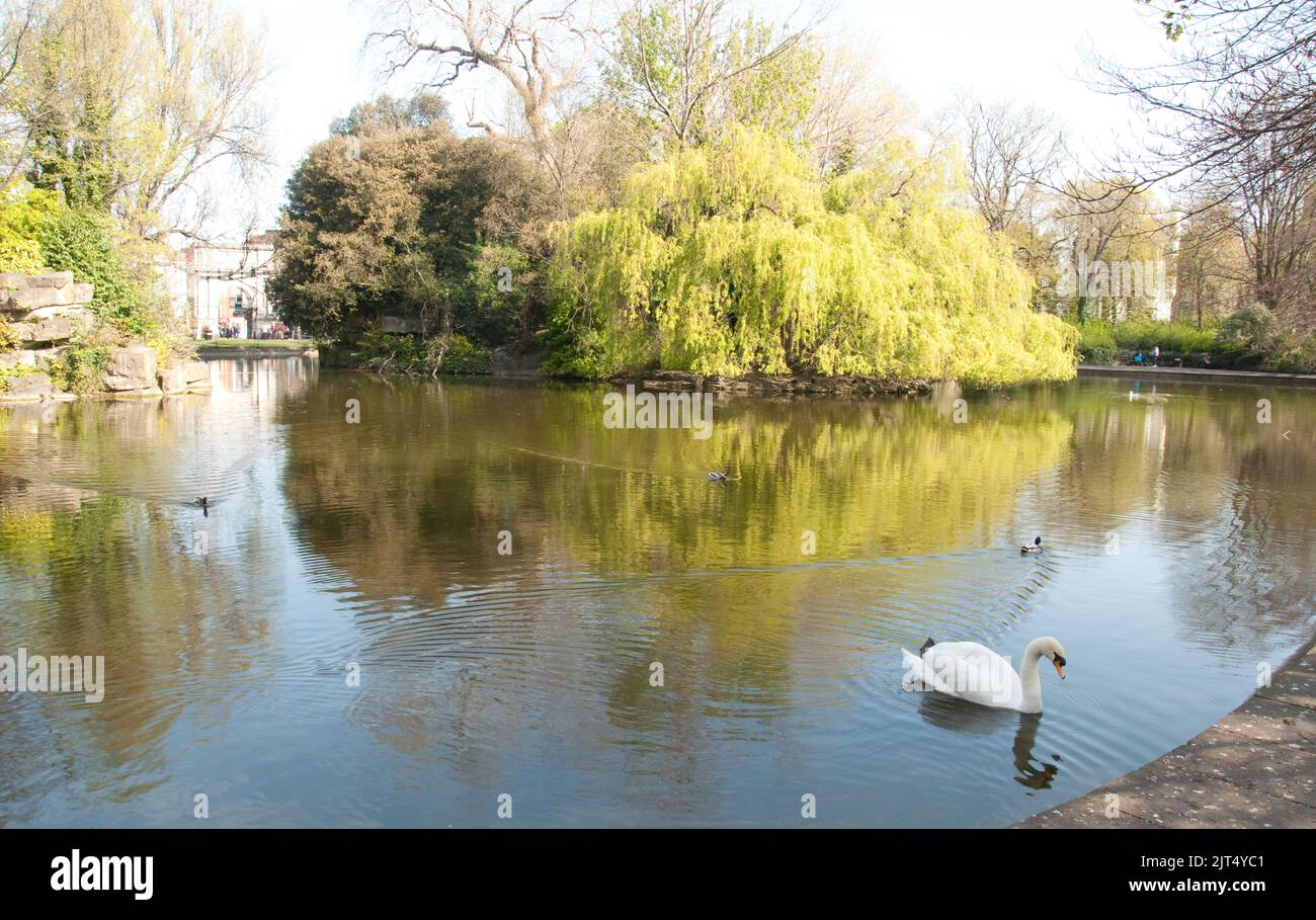 Swan Lake, St Stephen's Green, Dublin, Eire. St Stephen's Green is a ...
