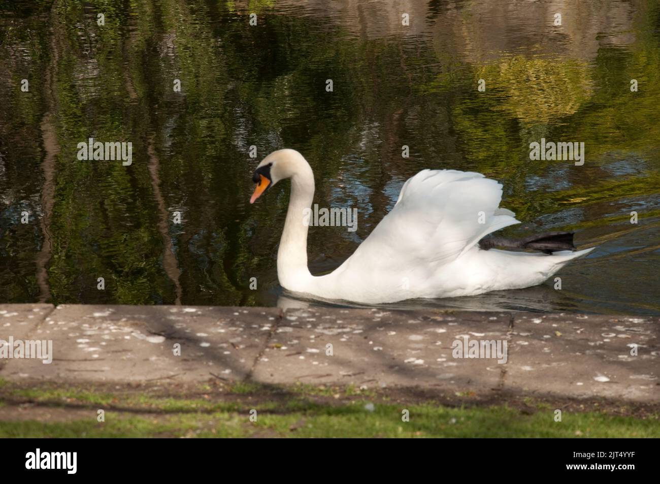 Swan on Lake, St Stephen's Green, Dublin, Eire. St Stephen's Green is a ...