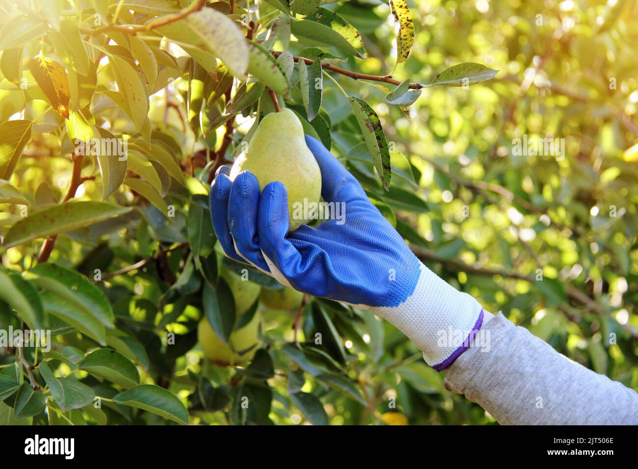 Hand holding growing pear hi-res stock photography and images - Alamy