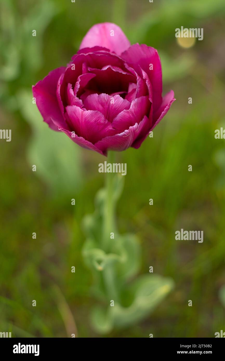 Midnight rose flower hi-res stock photography and images - Alamy