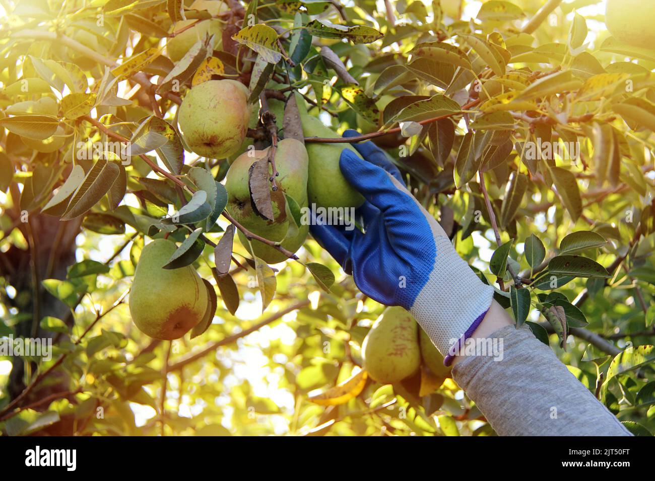 Farmer harvesting pears in garden hi-res stock photography and images ...