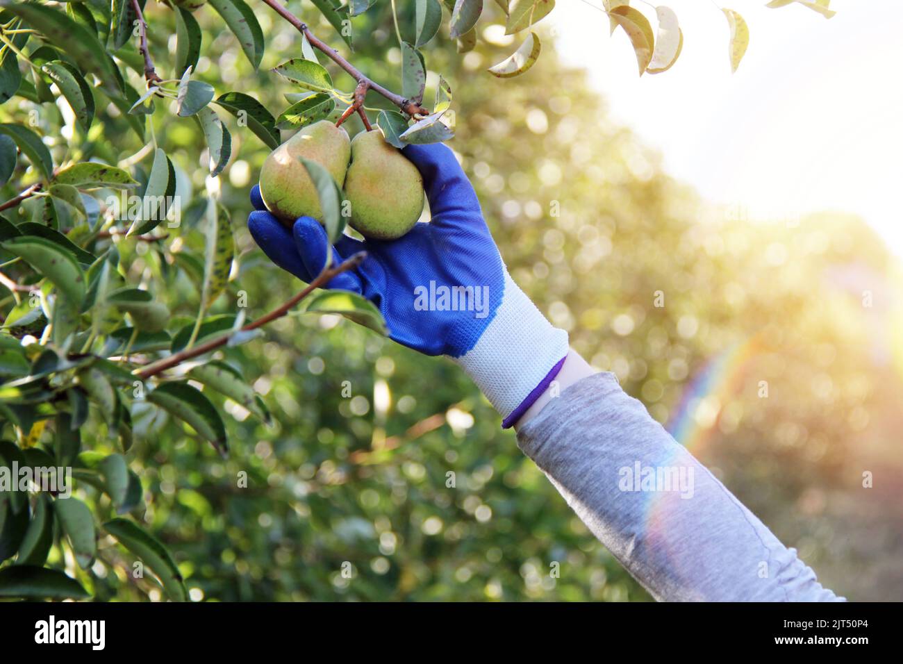 William Pear Harvesting in Sunshine Stock Photo - Alamy