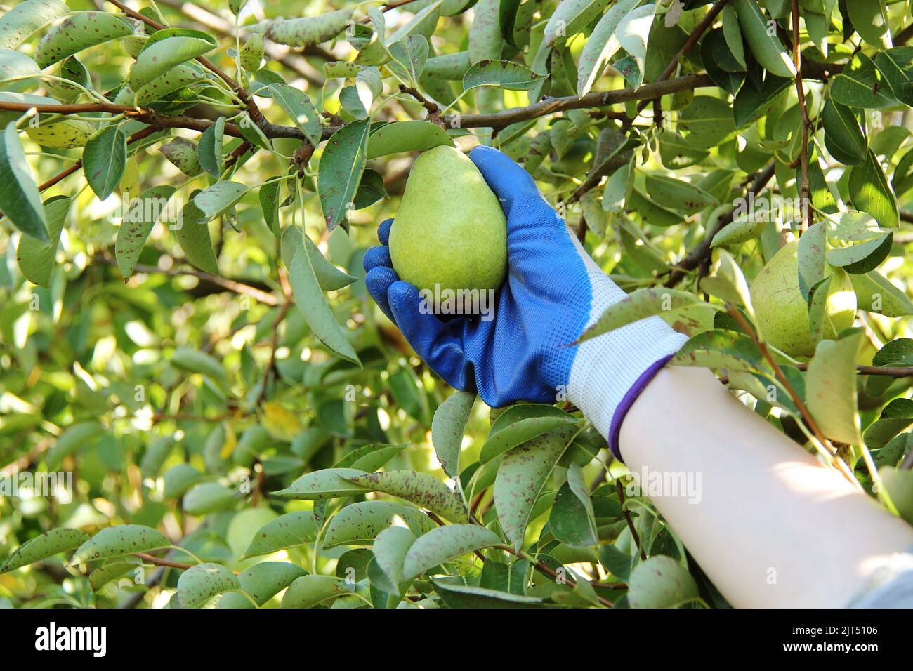 Hand holding growing pear hi-res stock photography and images - Alamy