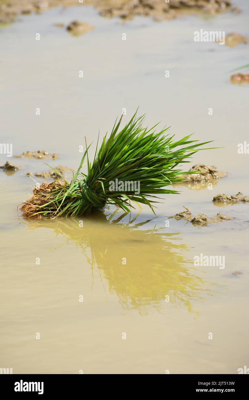 Peddy field hi-res stock photography and images - Alamy