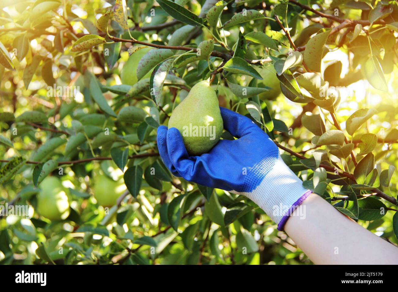 Ripe william pears hi-res stock photography and images - Alamy