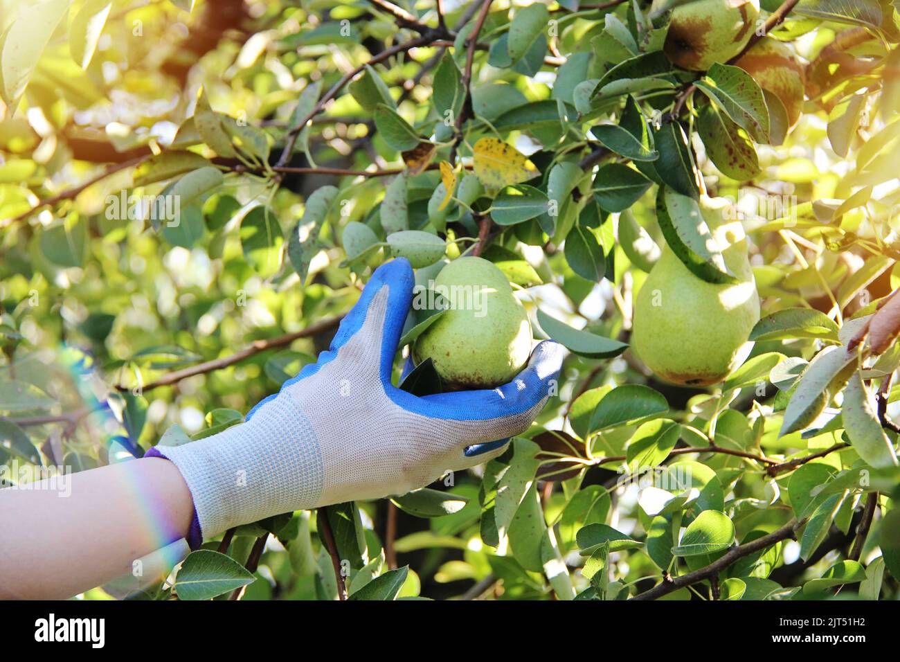 William Pear Fruit Harvesting in Gloves Stock Photo - Alamy
