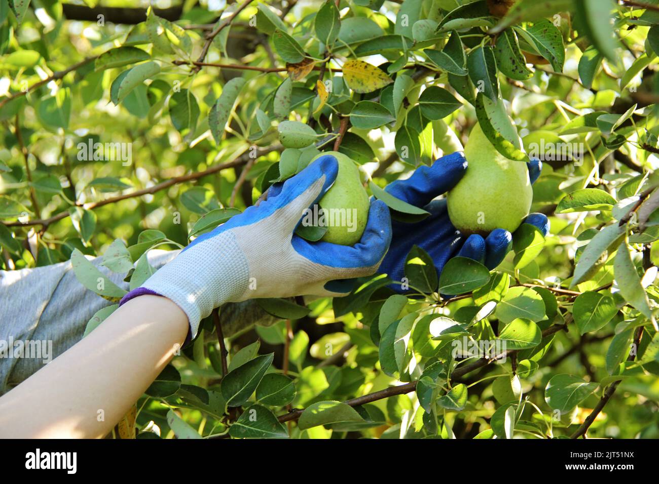 Working in Orchard. William Pear Fruit Harvesting in Gloves Stock Photo ...